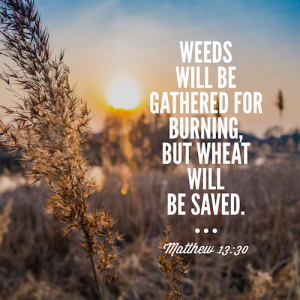 The joy of weeding – Agents of Light